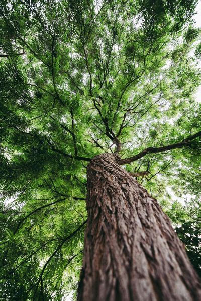 Free Green Leafed Tree Nohat Cc