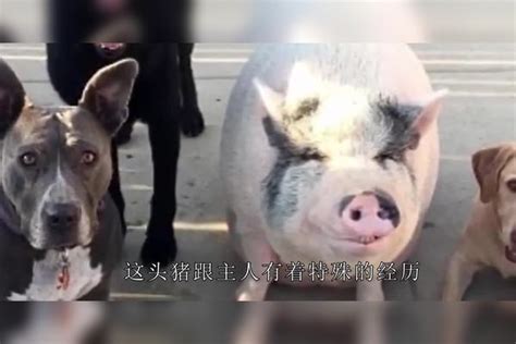 一头猪与5只狗一起生活，结果成功带跑偏，行为举止都像狗！结果成功举止