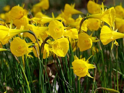11 Types Of Daffodils The Ultimate List With Pictures Hort Zone