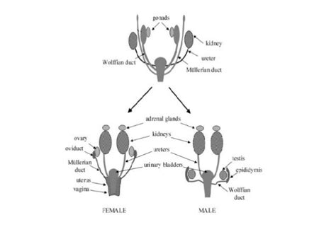 Biological Theories Of Gender