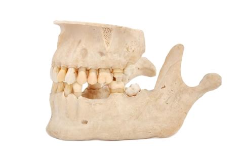 Premium Photo Human Jaw