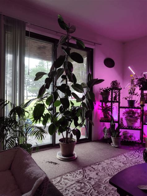 Thrips Nymph Seen Under Microscope Rhouseplants