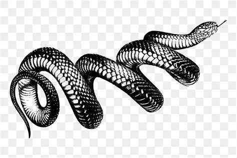 Snake PNG Images Free Photos PNG Stickers Wallpapers Backgrounds Rawpixel
