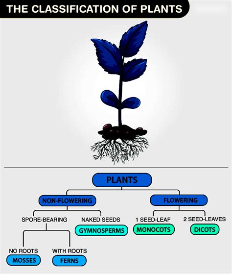 The Classification Of Plants Understanding The Different Types