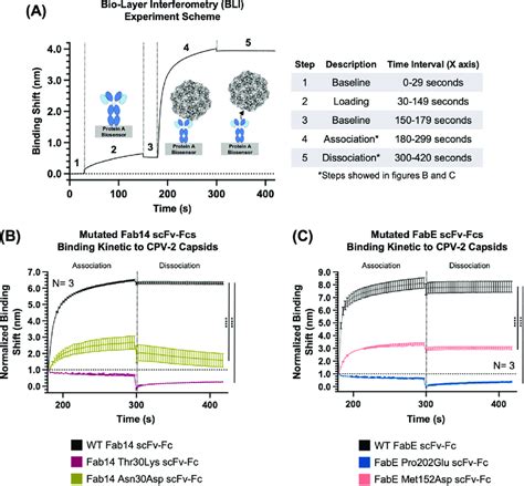 Binding Of Cpv 2 Capsids To Engineered Scfv Fcs A An Example Of A