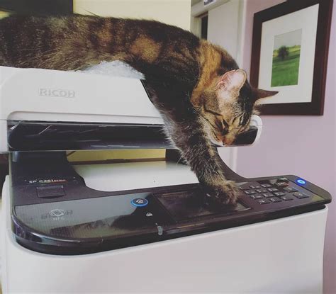 Fluffy Let Me Help You With Copying Tasks While You Work Catfluffy