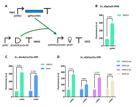 Gene Digital Circuits Based On Crispr Cas Systems And Anti Crispr
