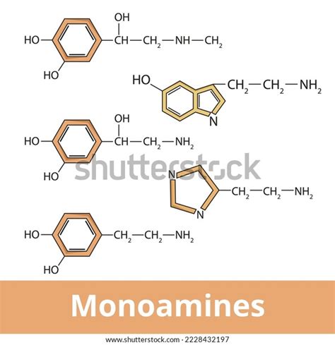 Monoamines Chemical Structure Main Biogenic Amines Stock Vector Royalty Free 2228432197