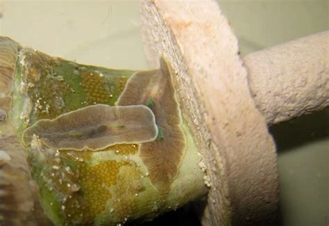 Parasitic Polyclad Worms