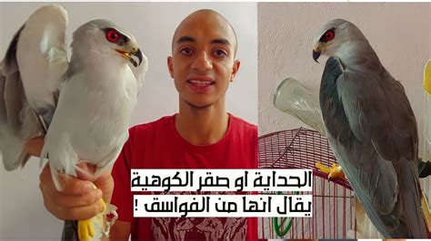 اشترينا اغرب طائر للتربية فى البيت ورد فعلها لما شافت الصقور بتاعتى