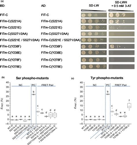 Phospho‐mutant Activity Assays Provide Evidence For Alternative Phospho‐regulation Pathways Of
