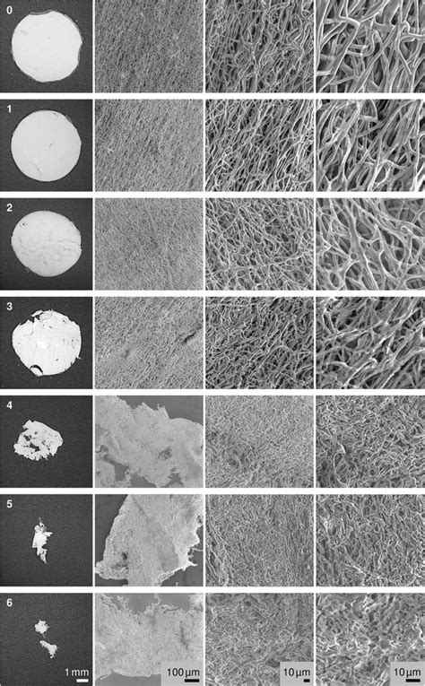 Macrographs Left Column And Sem Images Magnification Of 200× 800×