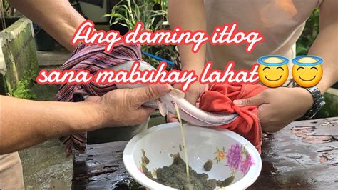 Giant Hito Hatching Ka Yuls Farm Youtube