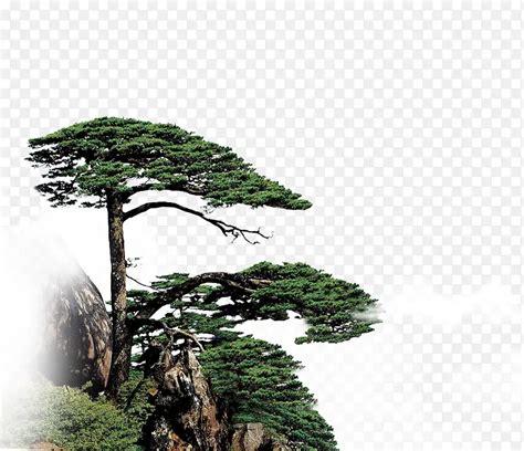 松树PNG图片素材下载 图片编号9982872 PNG素材网