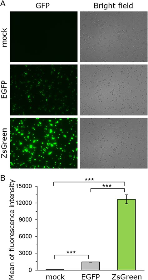 Cell Surface Display Techniques Semantic Scholar