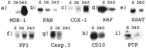 northern analysis confirmation of cdna microarray results equal