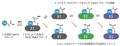 Ubiq Probes ‐ Triple E Probes™ E1 E2 E3酵素用活性ベースプローブ コスモ・バイオ株式会社