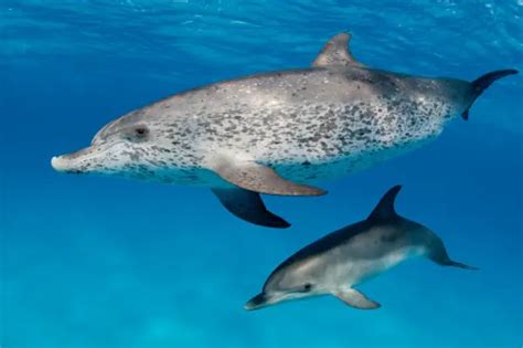 28 Types Of Dolphins With Pictures And Identification