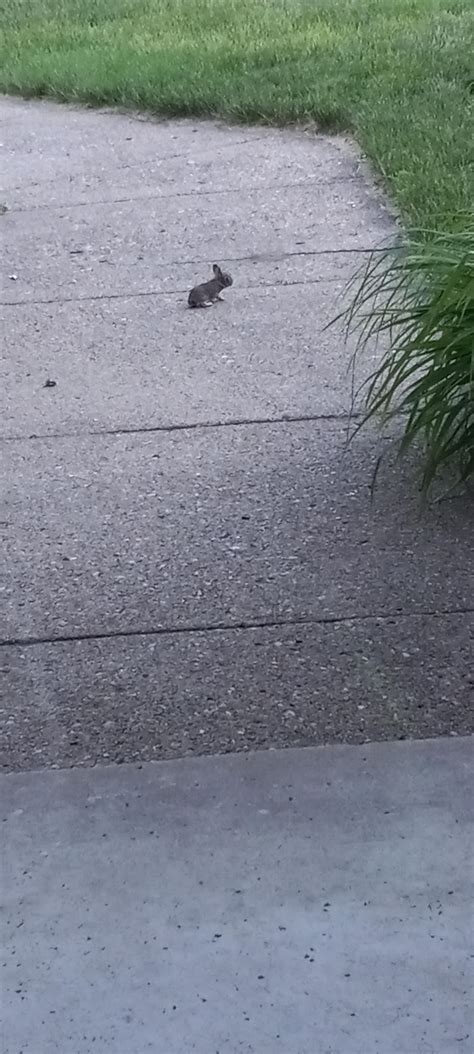 Tiniest Bunny Ive Ever Seen Has Adventured Alone By My Front Door A