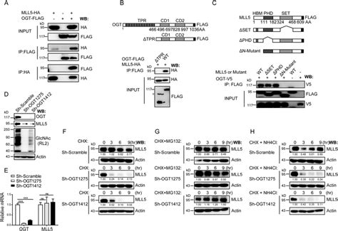 Ogt Interacts With And Stabilizes Mll5 Protein A Hek293t Cells Were