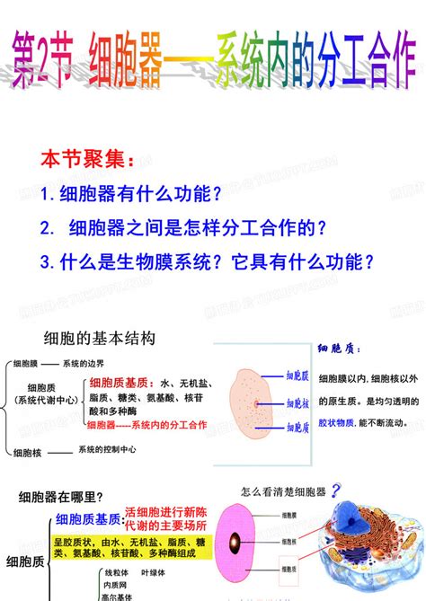 细胞器—系统内的分工合作ppt模板下载 编号lkmzwaag 熊猫办公