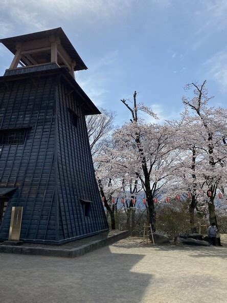 第36回沼田公園 桜まつり2024年 樹齢400年以上の桜が咲き誇る ライトアップが美しい桜まつり 群馬県沼田市 いこーよとりっぷ