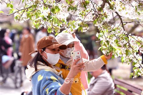 4月“樱”你而精彩！中山公园开启“赏花模式” 青报网 青岛日报官网
