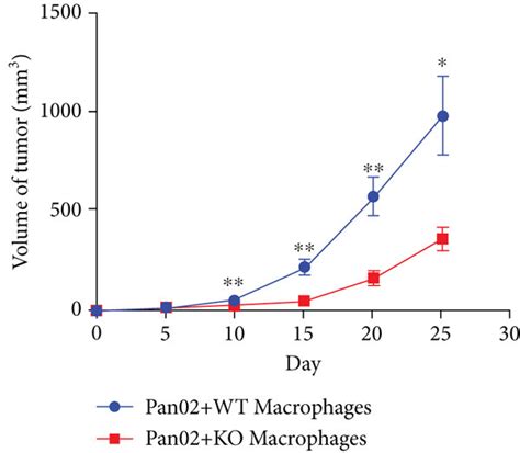 Siglec 15 Knockout Inhibits The Growth Of Subcutaneous Transplanted