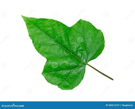 Passiflora Edulis Leaves Stock Image Image Of Isolated 284314147
