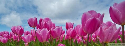 Pink Tulip Field Flowers Facebook Cover