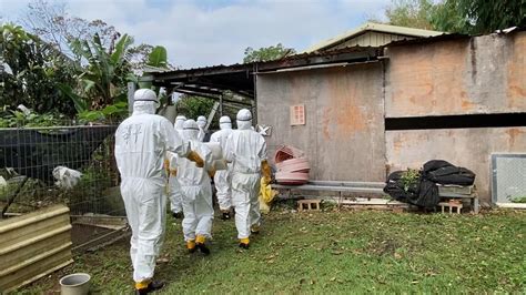 新竹縣養禽場爆h5n1禽流感 撲殺313隻家禽全面消毒｜四季線上4gtv