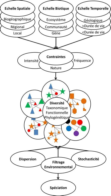 4 En écologie à Partir Du Moment Où On Définit Les échelles Détude On