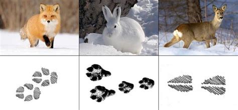 Следы животных картинки для детей Следы диких и домашних зверей