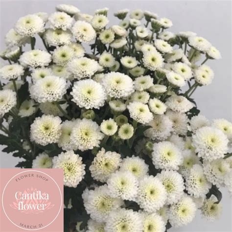 Jual Bunga Calimero Isi 10 Tangkai Asli Segar Jakarta Barat Cantika Flower Tokopedia