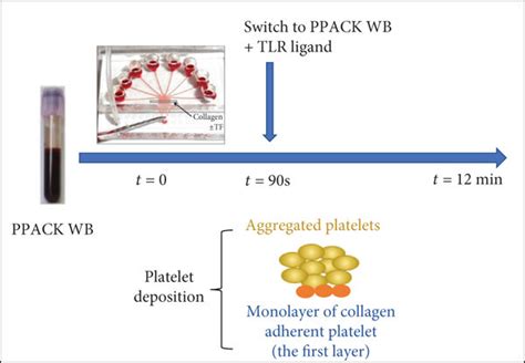 Microfluidics Assay Tlr Ligands And Switching Experiment Collagen