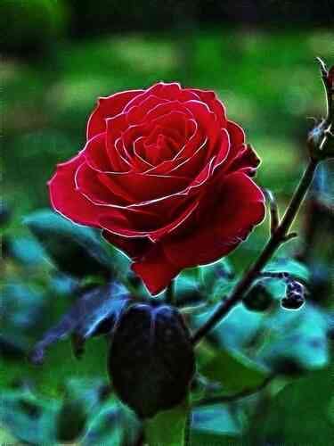 El Significado Simbólico De Las Rosas