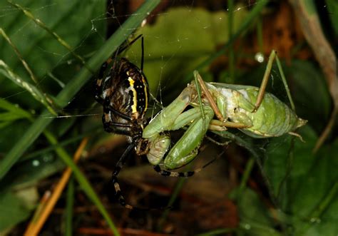 ハラビロカマキリ見つけたぜぃ～！！ 生物講師 大堀 求 オフィシャルサイト