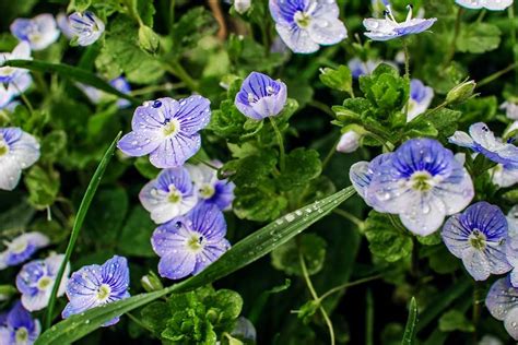 Persian Speedwell Uses