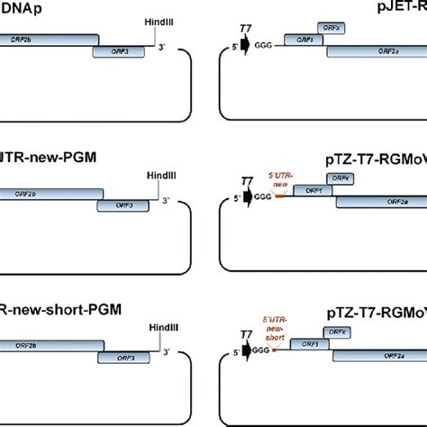 Schematic Overview Of Created CDNA Construct Used For RNA Transcription