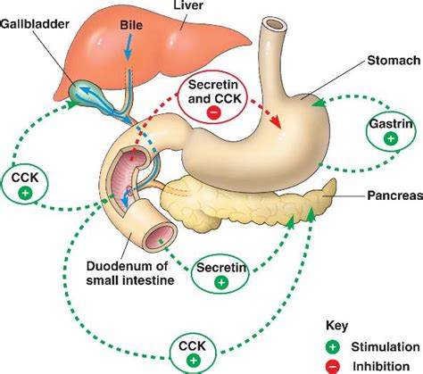 Duodenum Html 41 19humanduodenum 