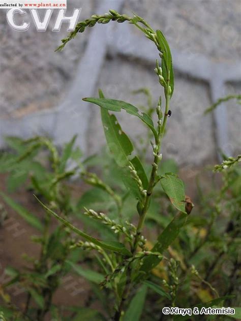 水蓼Polygonum hydropiper Linn 植物图片库 植物通