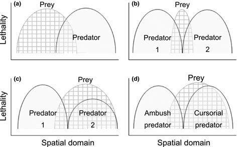 Standard Hypotheses About How Prey Spatially Avoid Predators In Download Scientific Diagram
