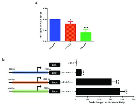 Experimental Analysis Of Human VDAC Gene Expression And Their Promoter Download Scientific