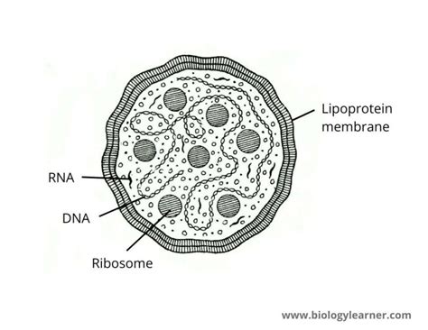 Prokaryotic Cell Definition Features Structure Examples