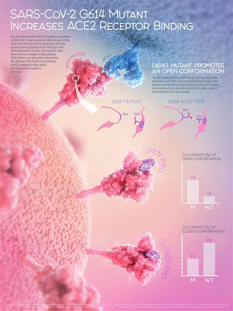 Sars Cov 2 G614 Mutant Increases Ace2 Receptor Binding Ami Meeting 2021