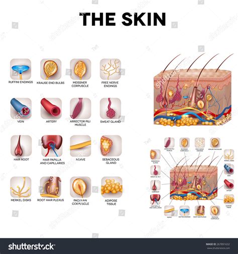 The Skin And Skin Structure Components Detailed Illustration Skin