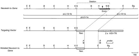 Structure Of The 5 End Of The Neurexin I Gene And Knockout Strategy Download Scientific