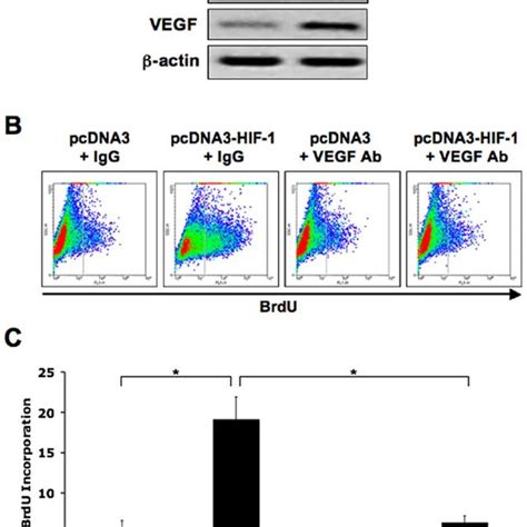 A Flow Cytometry Analysis Of Brdu Incorporation In Normal Hdmec And