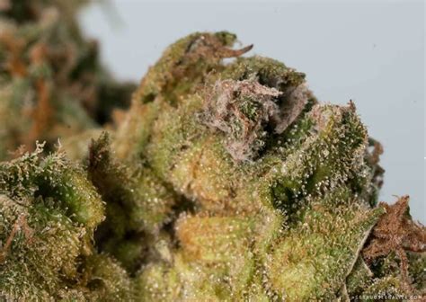 Bud Rot On Cannabis Plants How To Stop And Prevent It