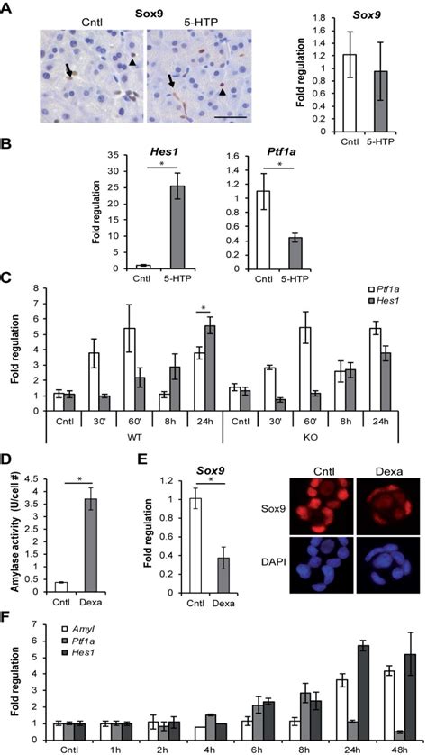 Figure 6 From The Role Of Serotonin In Pancreatic Acinar Cell Secretion